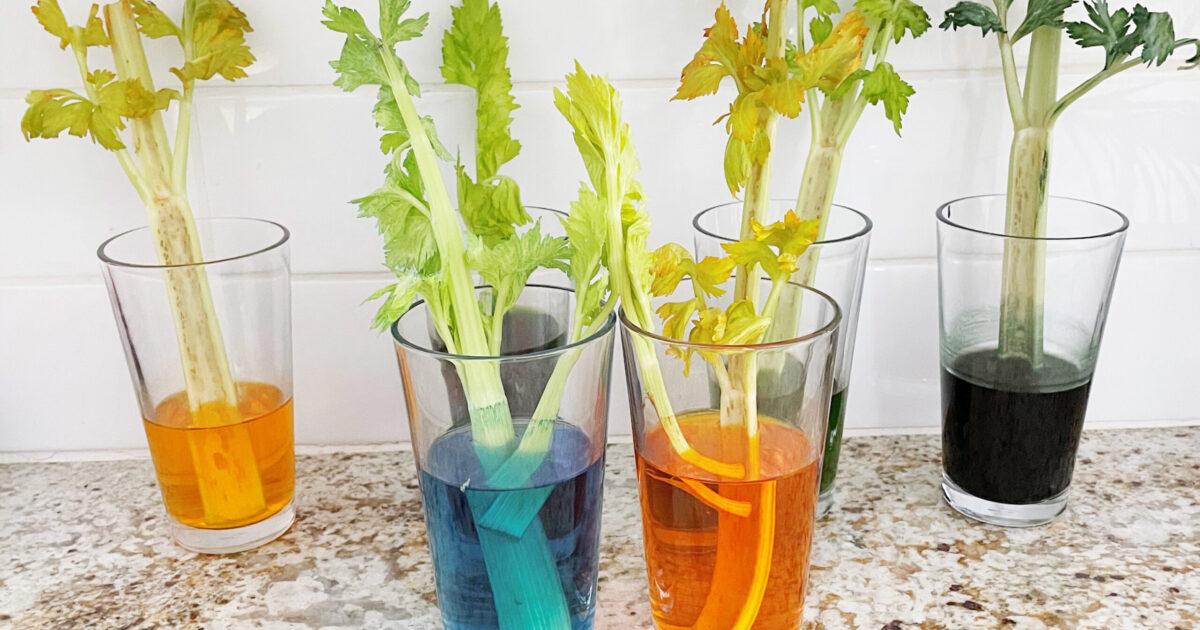 The Celery Food Coloring Experiment Is Fun For Your Budding Botanist ...